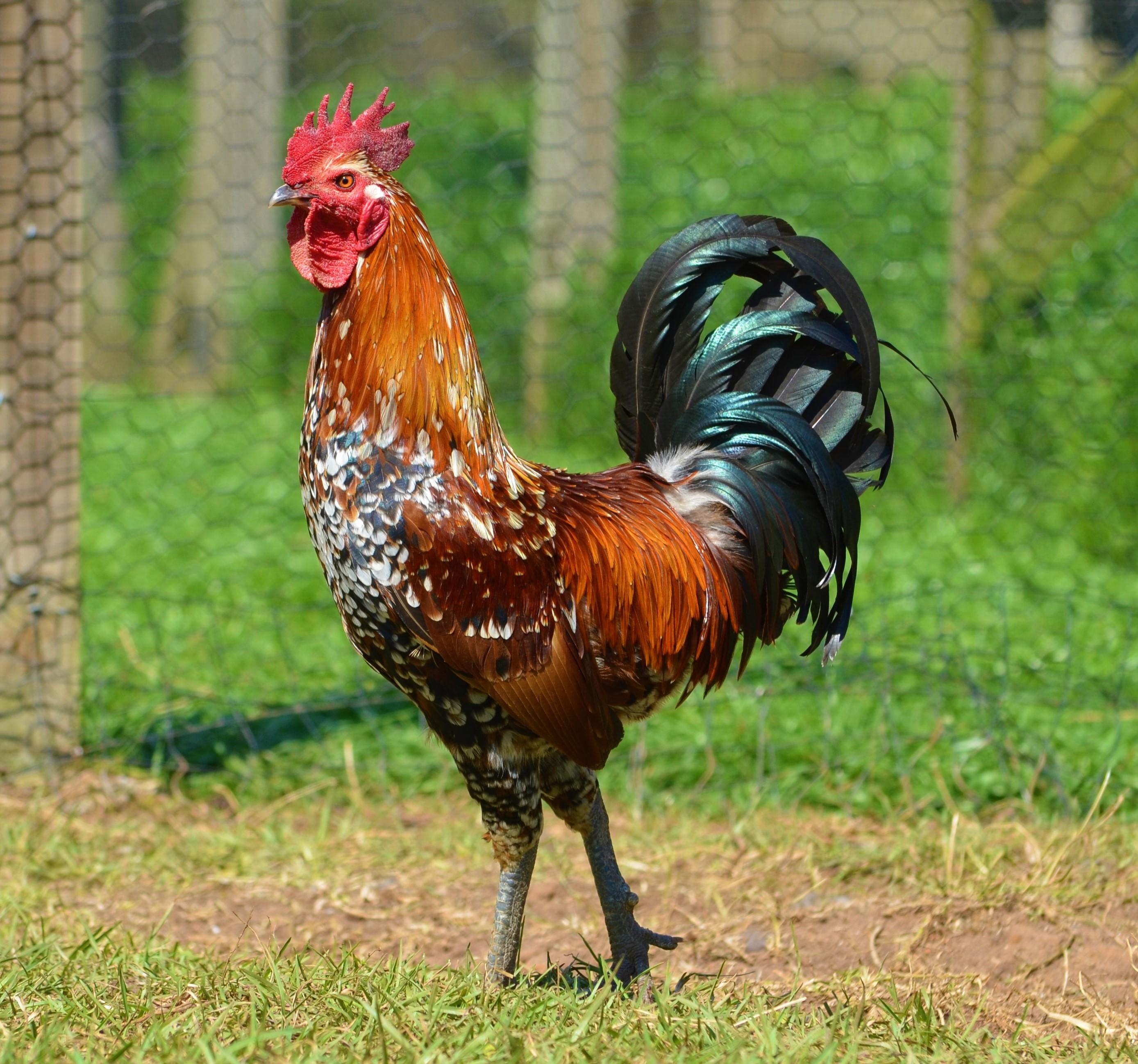 Ayam Ketawa (Laughing Chicken) Hatching Eggs Direct from Greenfire ...