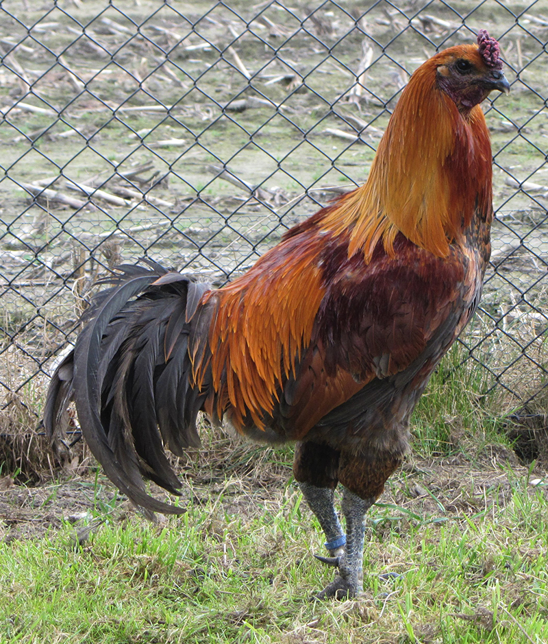 Greenfire Farms - New Arrivals