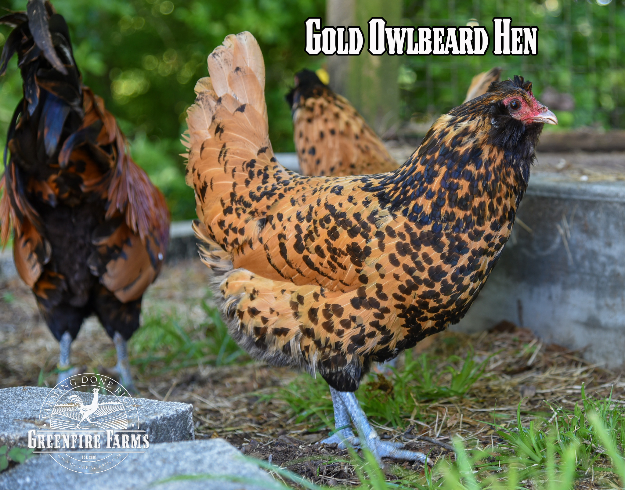 Greenfire Farms - Cold Hardy Assortment