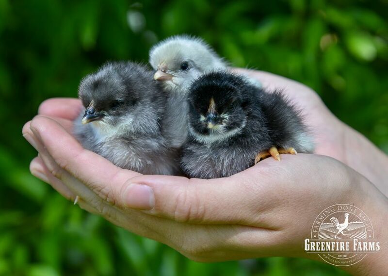 Greenfire Farms - Silverudd's Blue