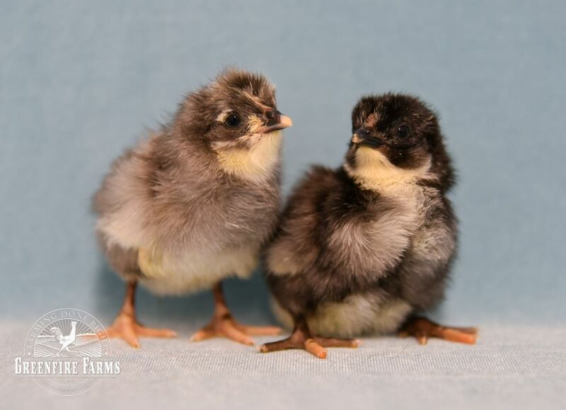 Greenfire Farms - Silverudd's Blue